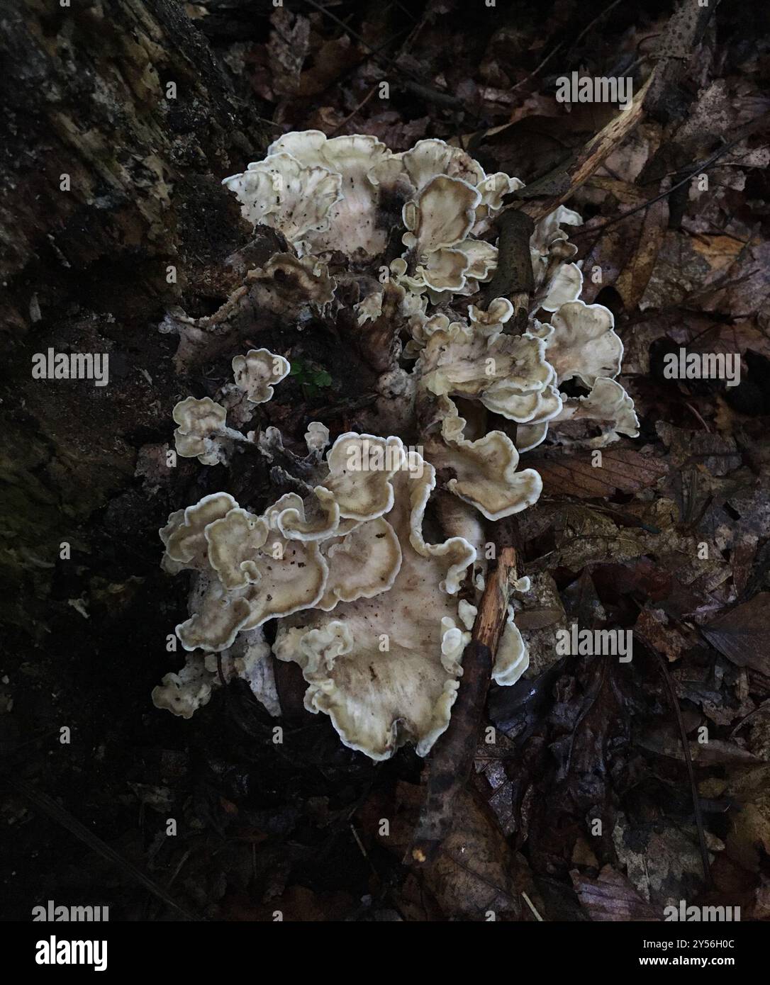Black-staining Polypore (Meripilus sumstinei) Fungi Stock Photo - Alamy
