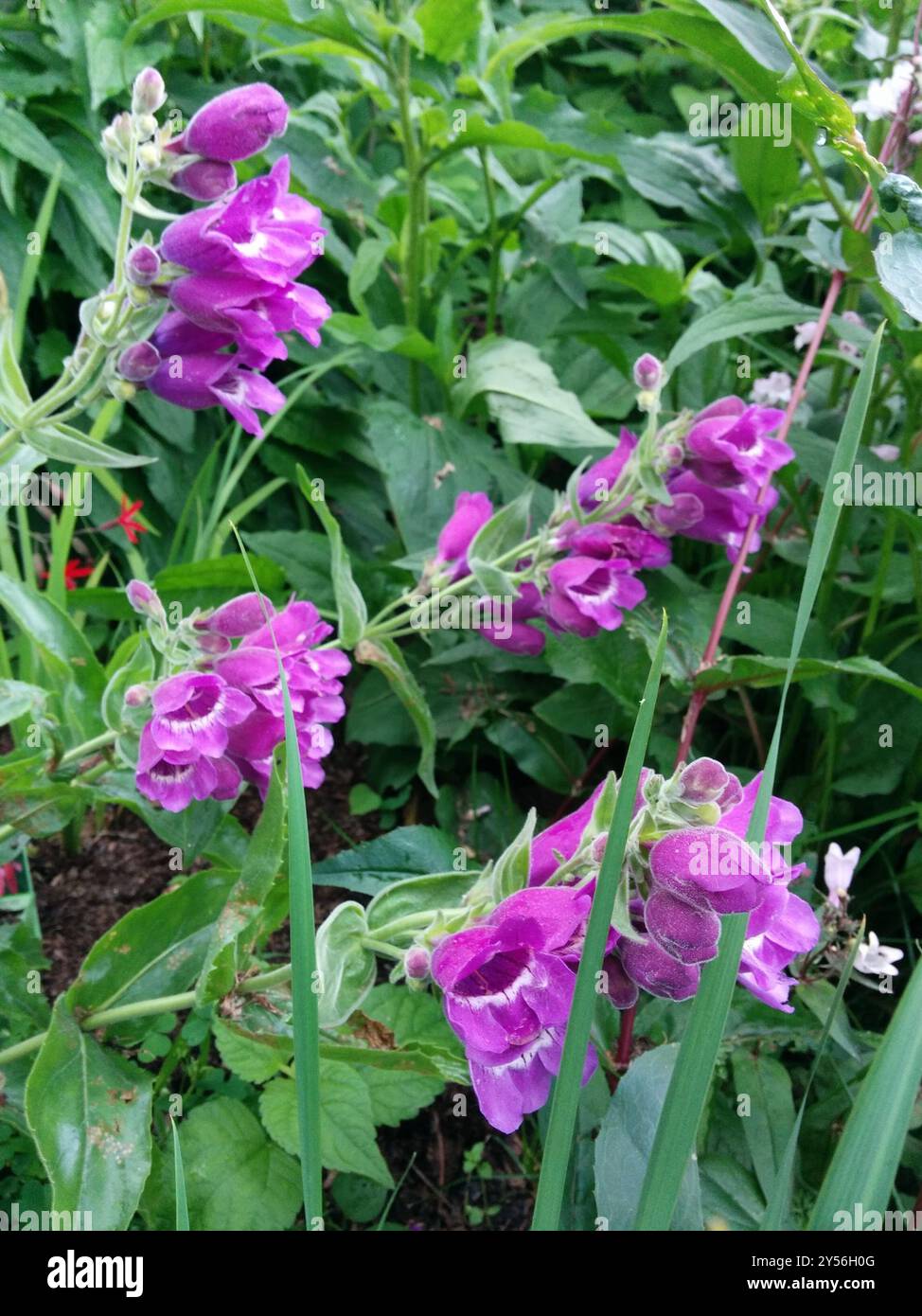 cobaea beardtongue (Penstemon cobaea) Plantae Stock Photo - Alamy