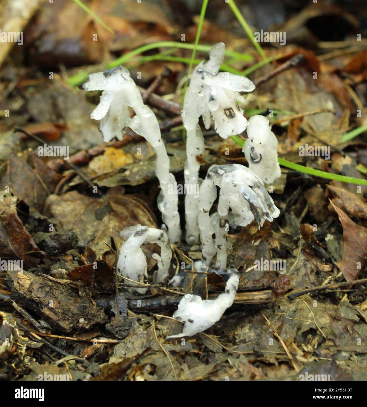 Ghost Pipe (Monotropa uniflora) Plantae Stock Photo - Alamy