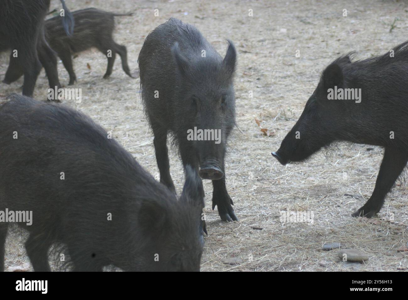Eurasian Wild Pig (Sus scrofa) Mammalia Stock Photo - Alamy