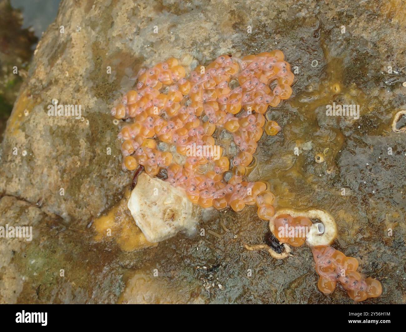 Plainfin Midshipman (Porichthys notatus) Actinopterygii Stock Photo - Alamy