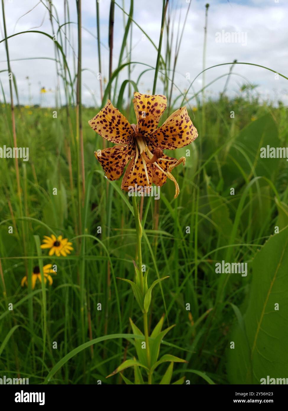 Michigan lily (Lilium michiganense) Plantae Stock Photo - Alamy