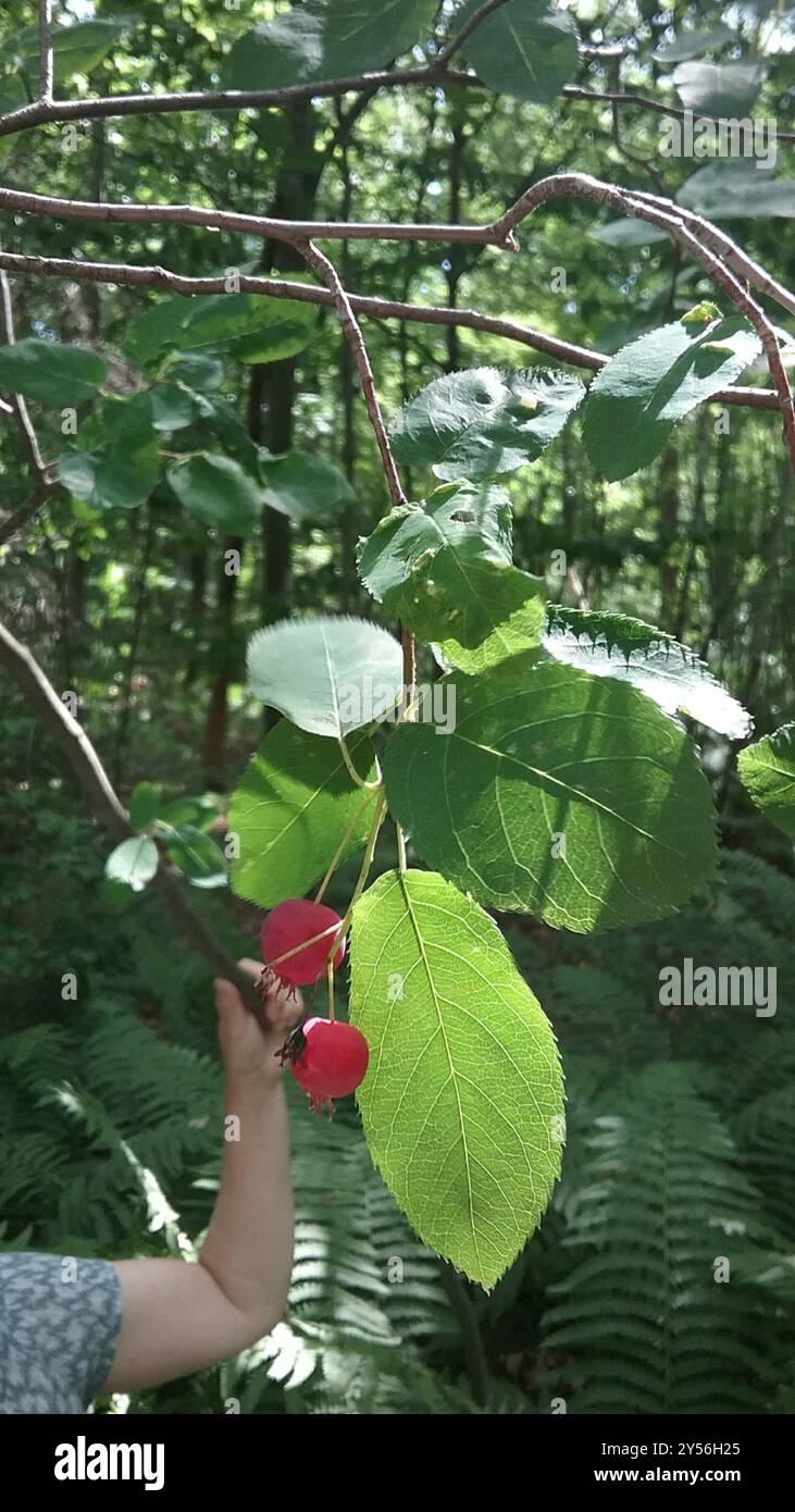 common serviceberry (Amelanchier arborea) Plantae Stock Photo - Alamy