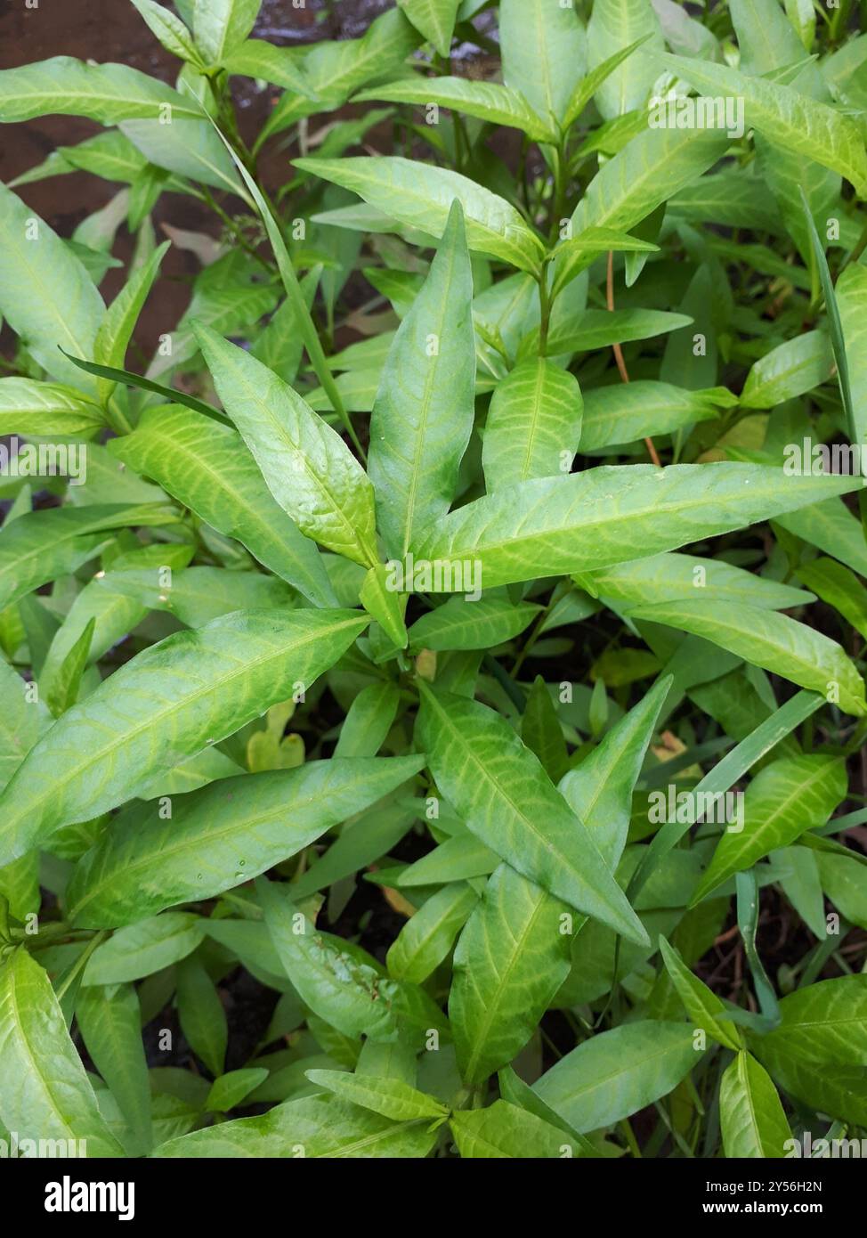 waterpepper (Persicaria hydropiper) Plantae Stock Photo - Alamy