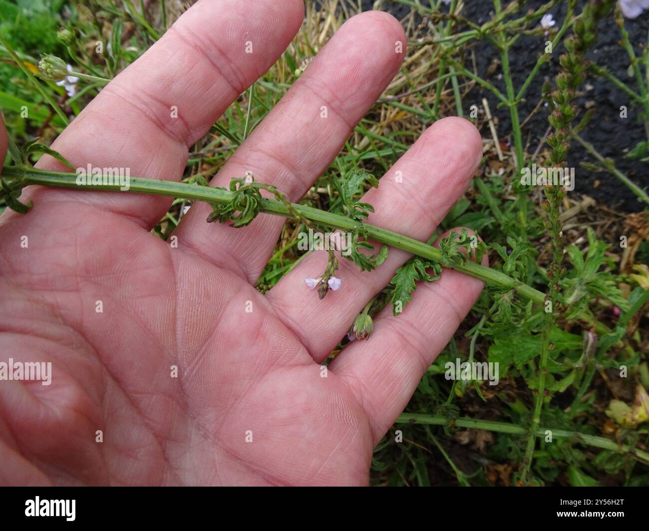 Common vervain (Verbena officinalis) Plantae Stock Photo - Alamy