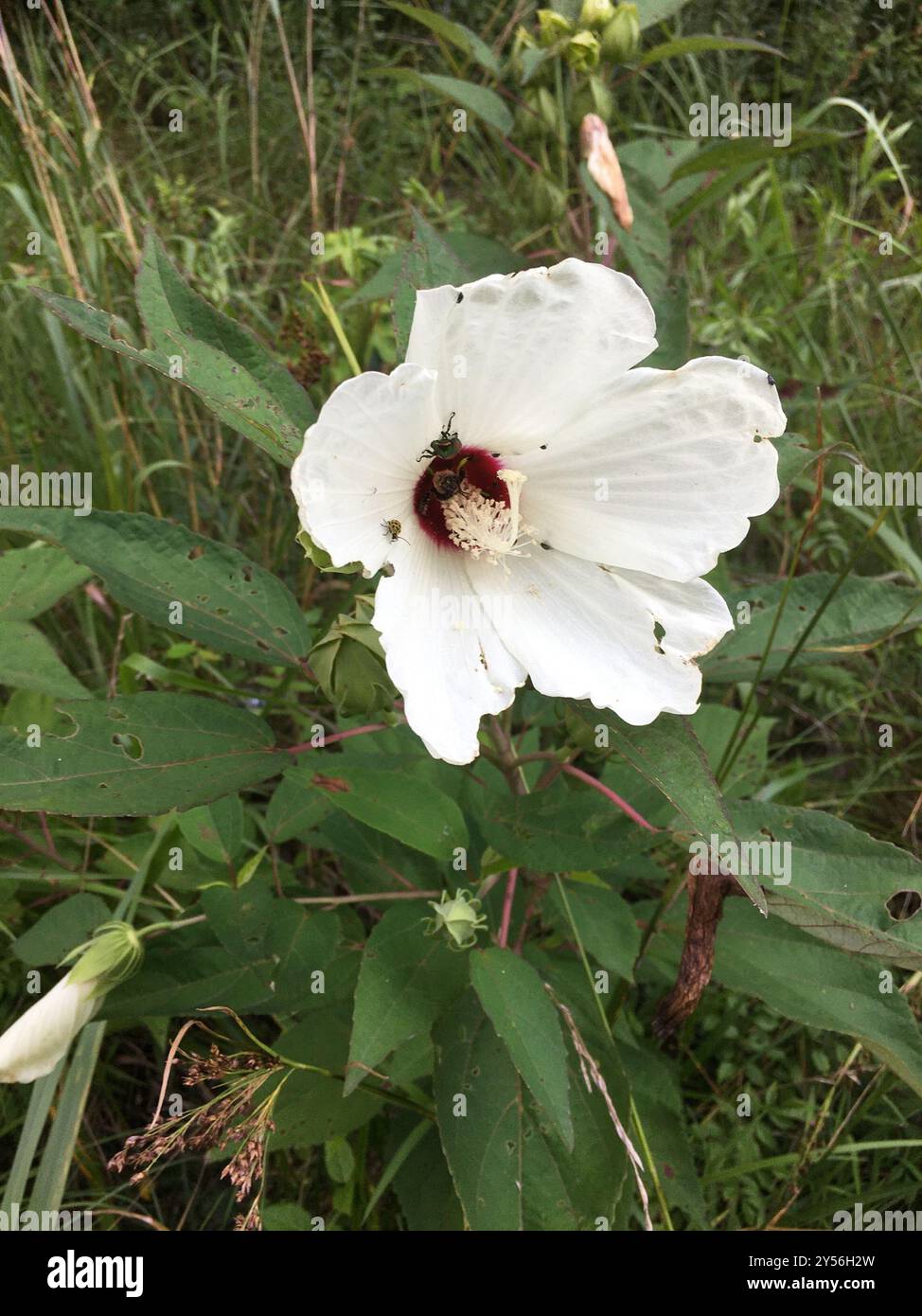 swamp rose mallow (Hibiscus moscheutos) Plantae Stock Photo - Alamy