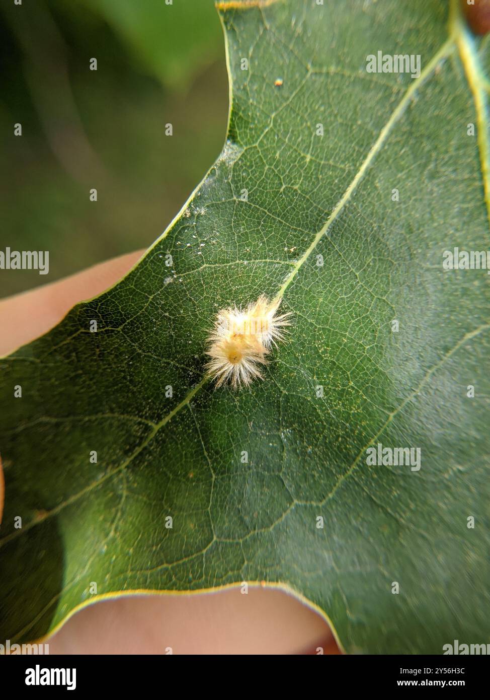 Furry Oak Leaf Gall Wasp (Callirhytis furva) Insecta Stock Photo - Alamy