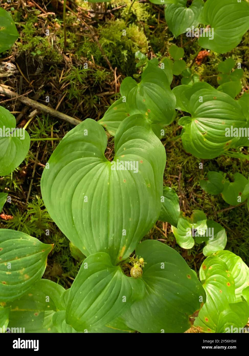 Western Lily of the Valley (Maianthemum dilatatum) Plantae Stock Photo ...