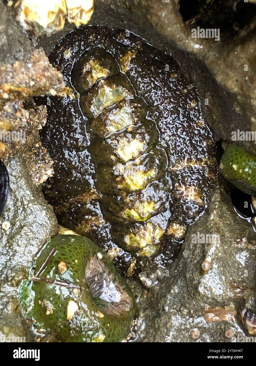 California Spiny Chiton (Nuttallina californica) Mollusca Stock Photo ...