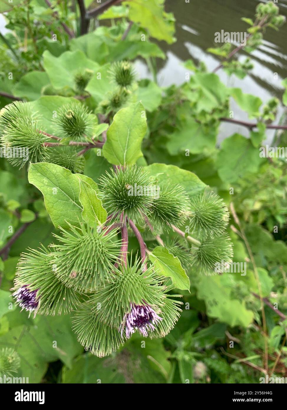 lesser burdock (Arctium minus) Plantae Stock Photo - Alamy