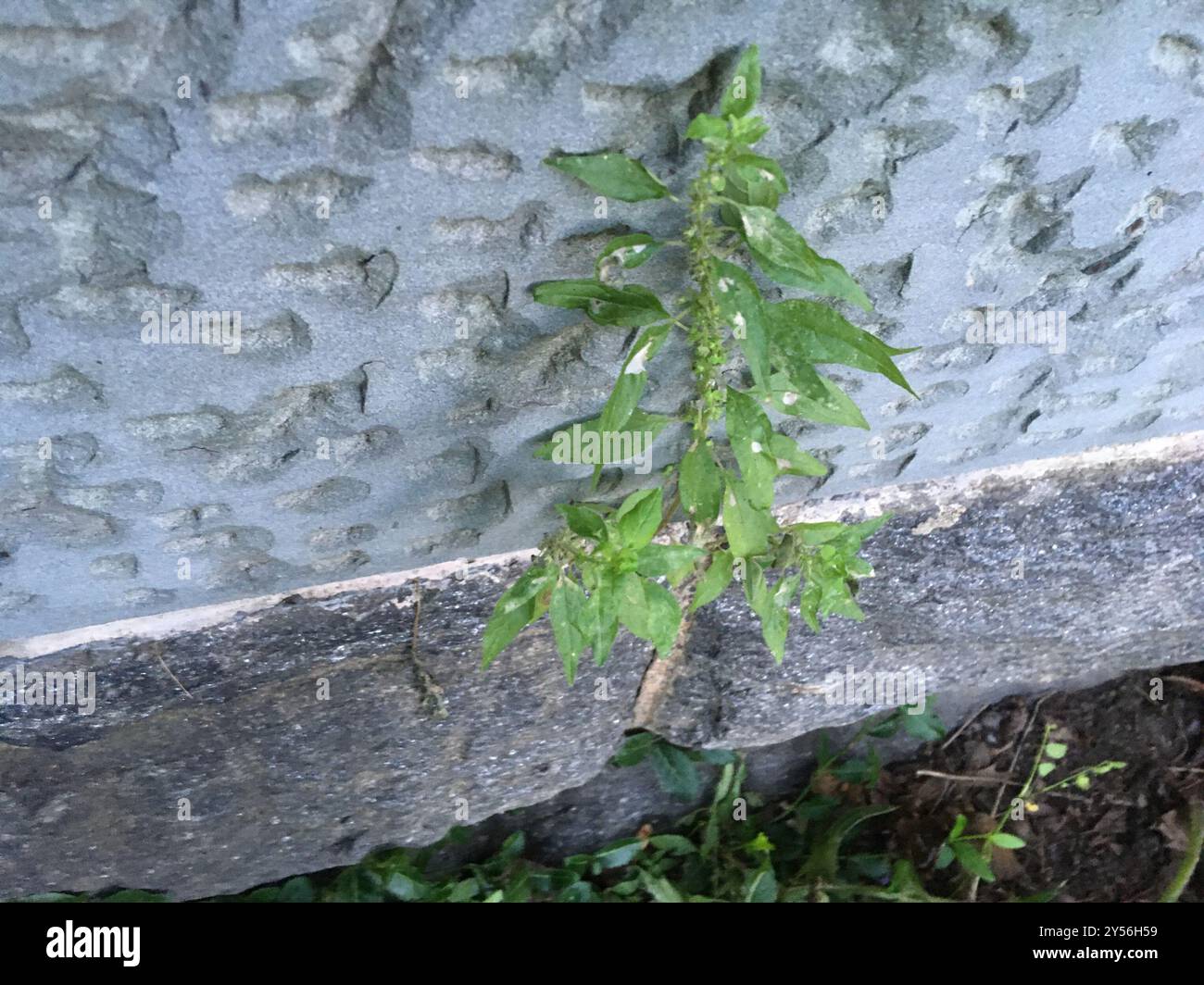Pennsylvania pellitory (Parietaria pensylvanica) Plantae Stock Photo ...