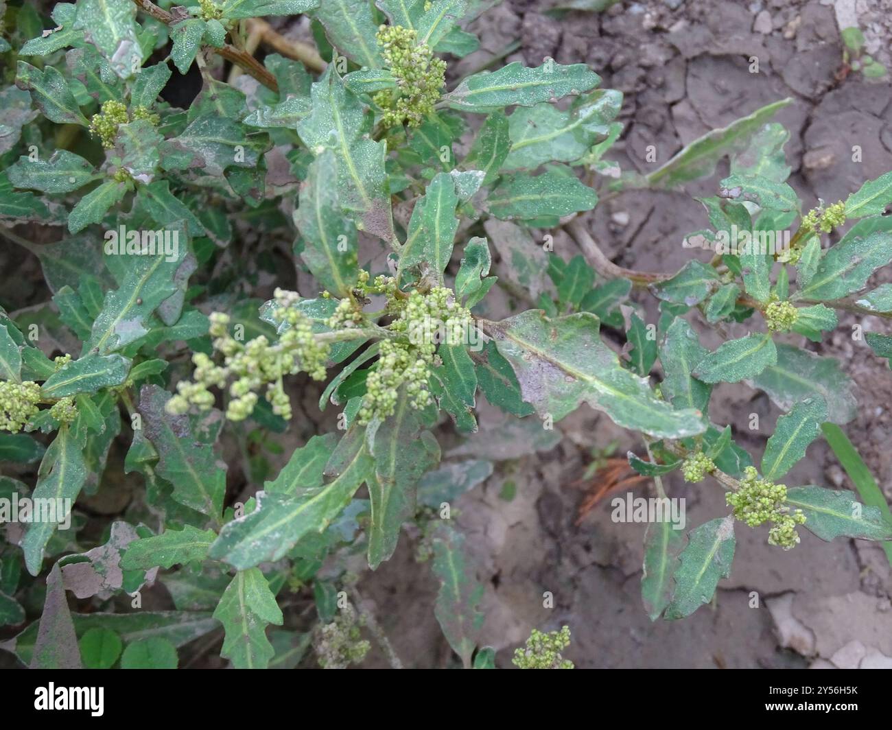 oak-leaved goosefoot (Oxybasis glauca) Plantae Stock Photo - Alamy