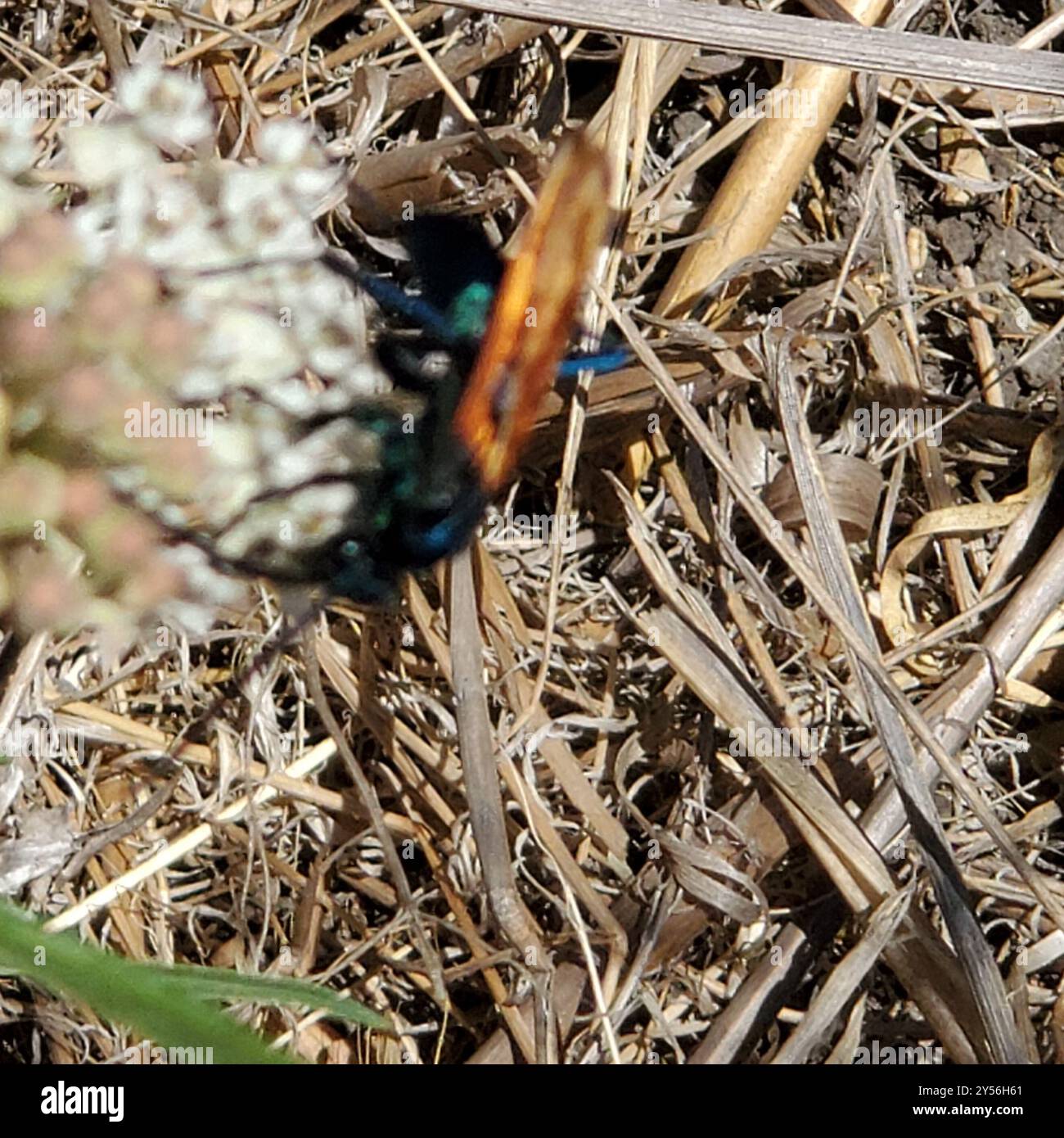 Thisbe's Tarantula-hawk Wasp (Pepsis thisbe) Insecta Stock Photo - Alamy