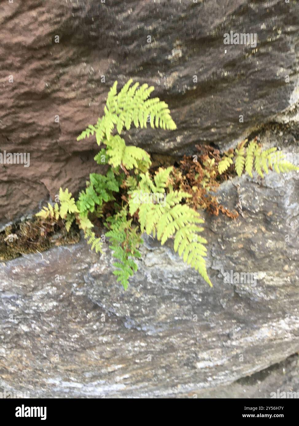ferns (Polypodiopsida) Plantae Stock Photo - Alamy