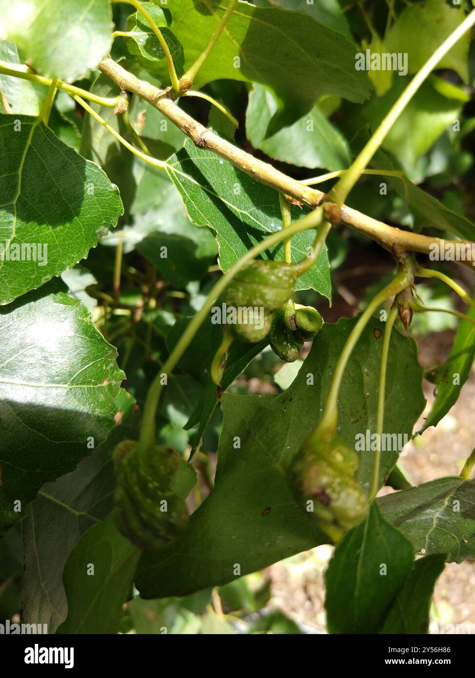 Poplar Spiral Gall Aphid (Pemphigus spyrothecae) Insecta Stock Photo ...