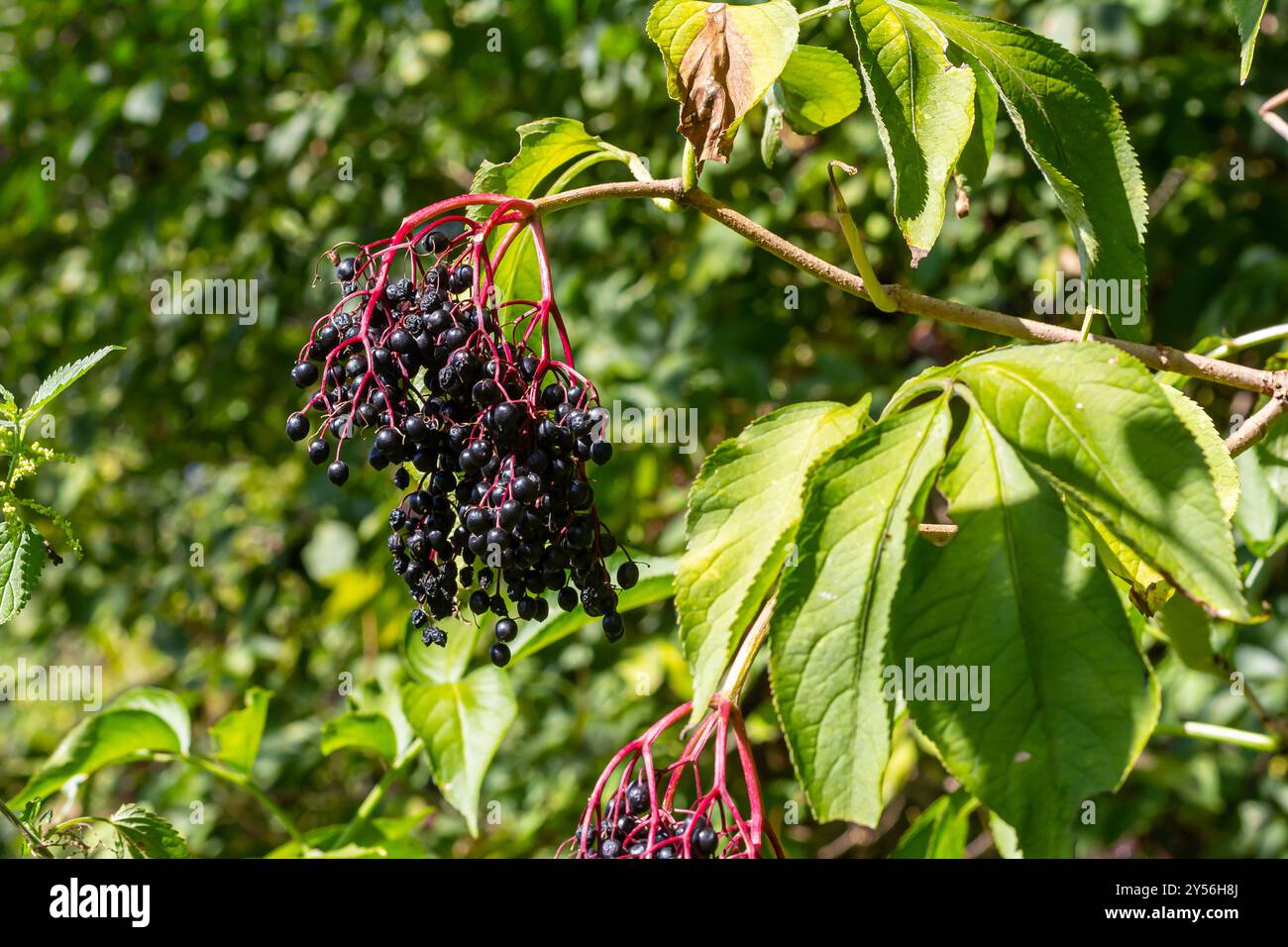 sambucus nigra, elderberry, black ripe elder berries on twig closeup ...
