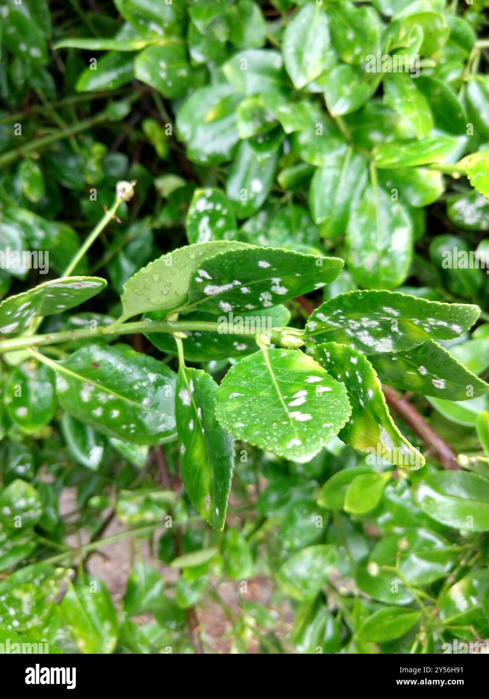Spindletree powdery mildew (Erysiphe euonymicola) Fungi Stock Photo - Alamy