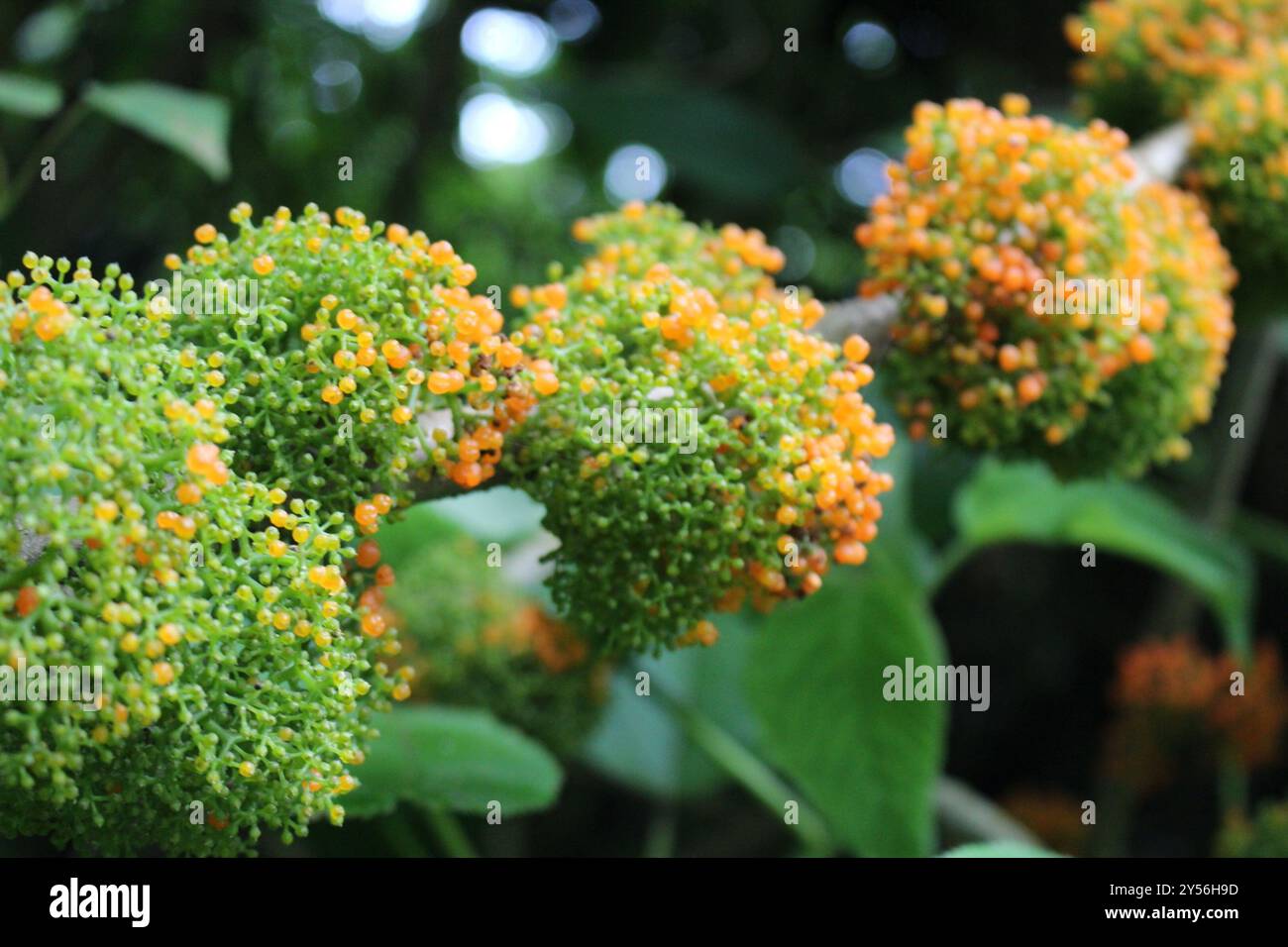 flameberry (Urera caracasana) Plantae Stock Photo - Alamy
