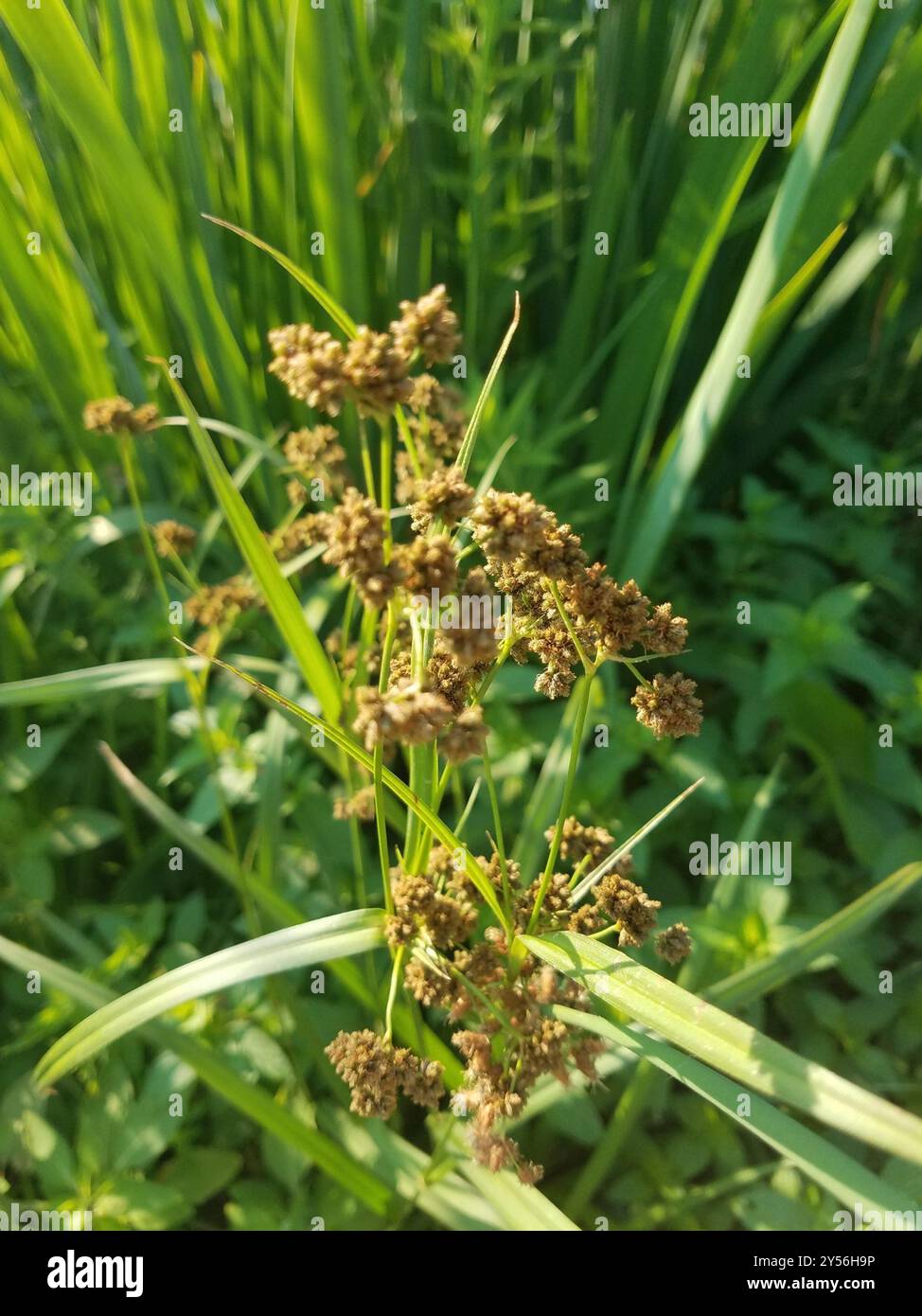 dark green bulrush (Scirpus atrovirens) Plantae Stock Photo - Alamy