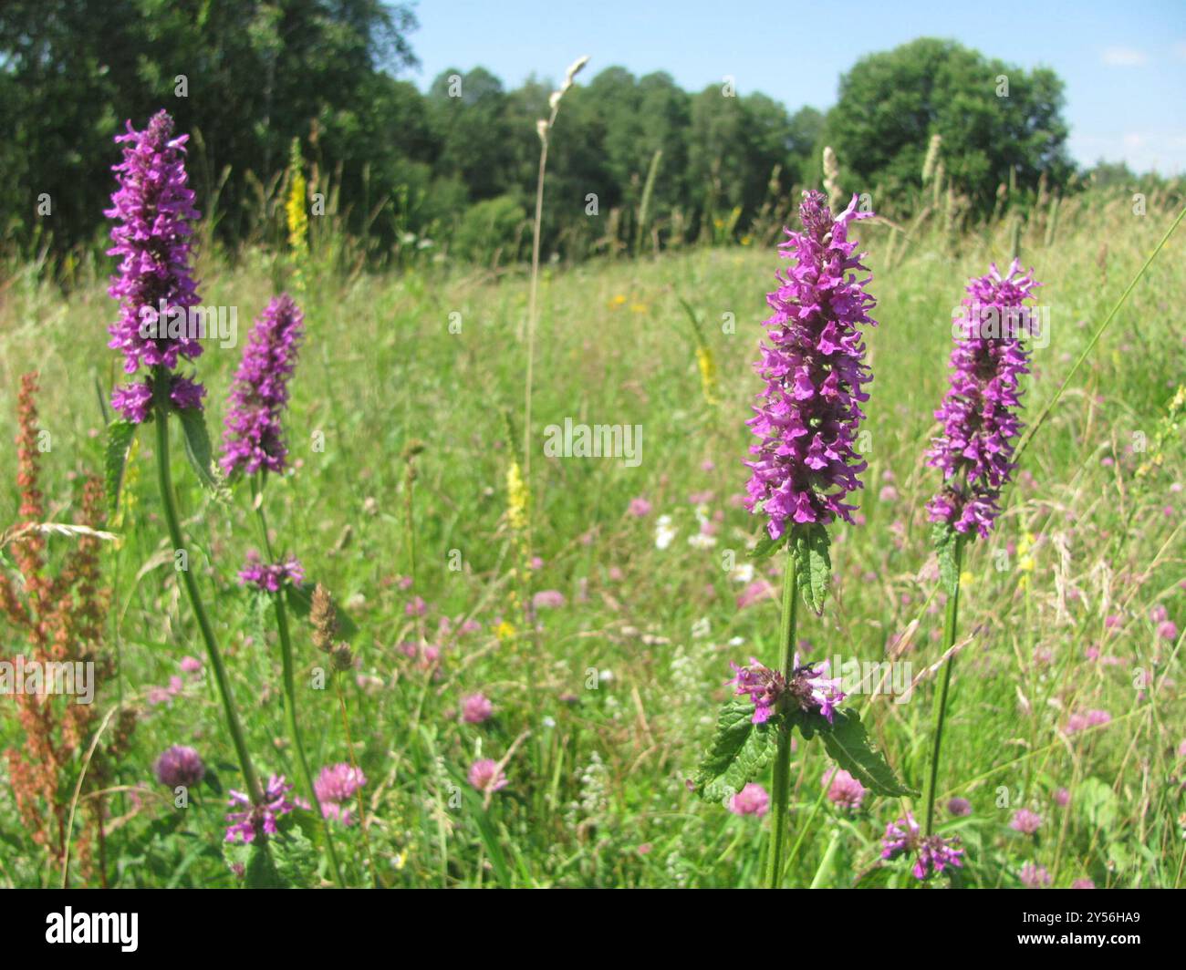 common hedge-nettle (Betonica officinalis) Plantae Stock Photo - Alamy