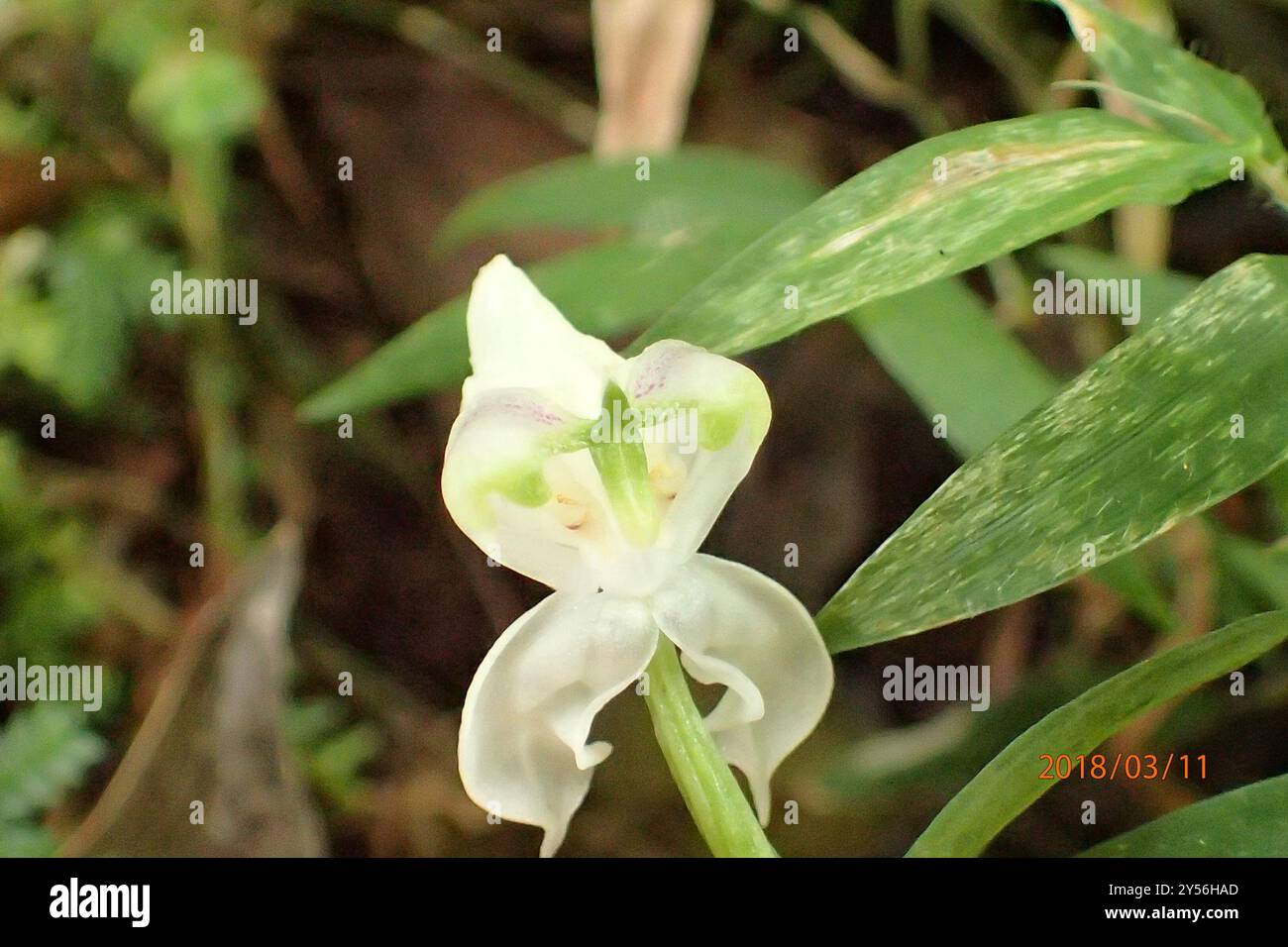 Fanny Kappie (Disperis fanniniae) Plantae Stock Photo - Alamy