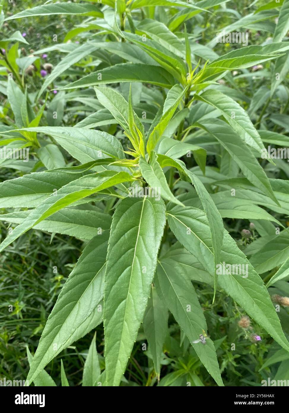 sawtooth sunflower (Helianthus grosseserratus) Plantae Stock Photo - Alamy
