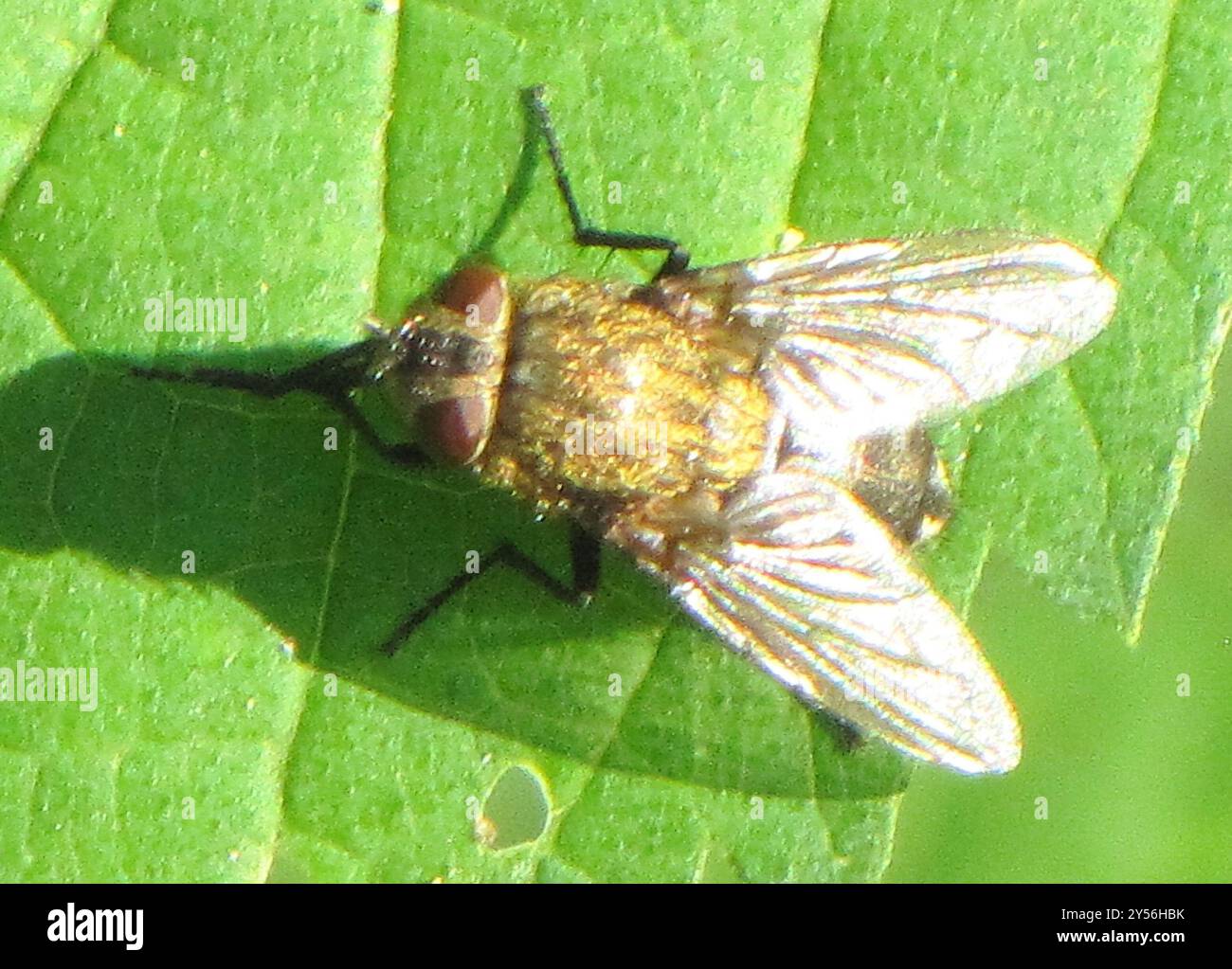 Cluster Flies (Pollenia) Insecta Stock Photo - Alamy