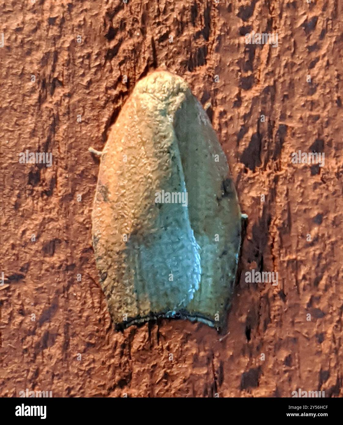 Western Avocado Leafroller Moth (Amorbia cuneanum) Insecta Stock Photo ...