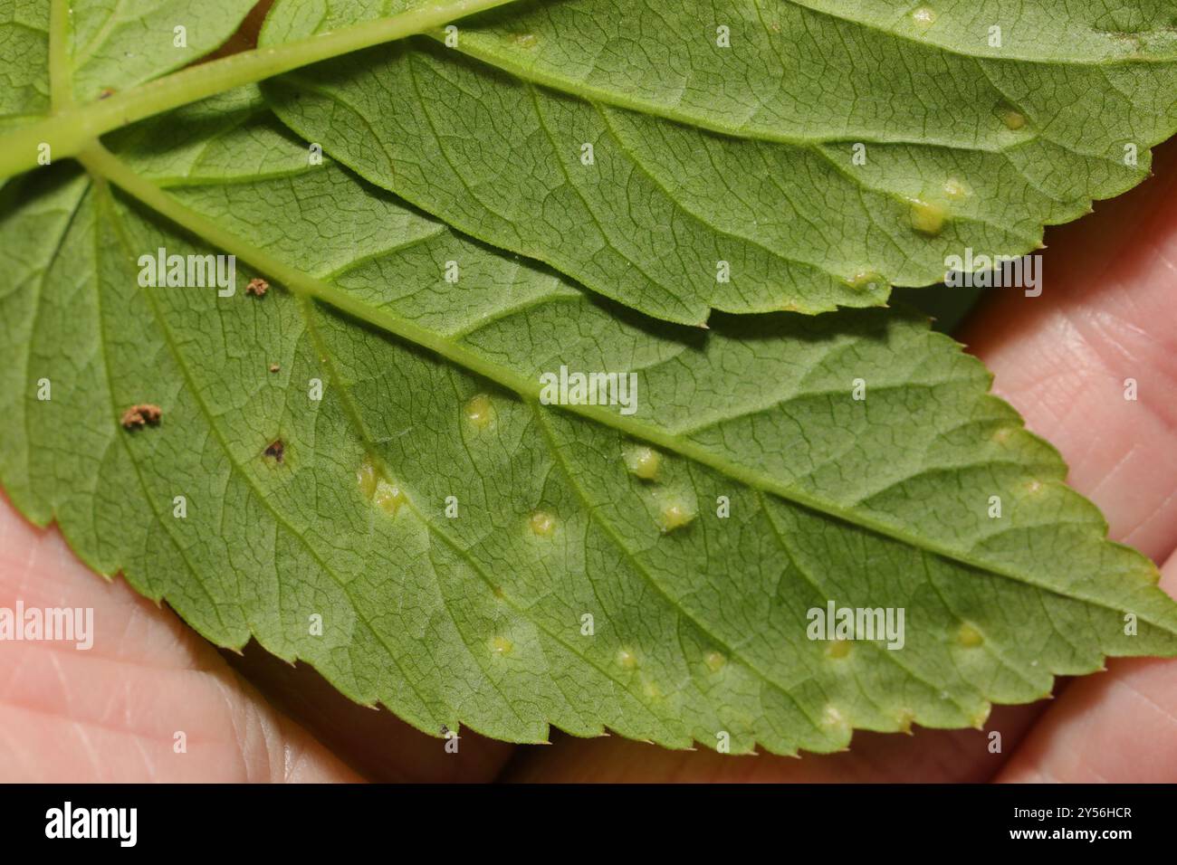 (Protomyces macrosporus) Fungi Stock Photo - Alamy