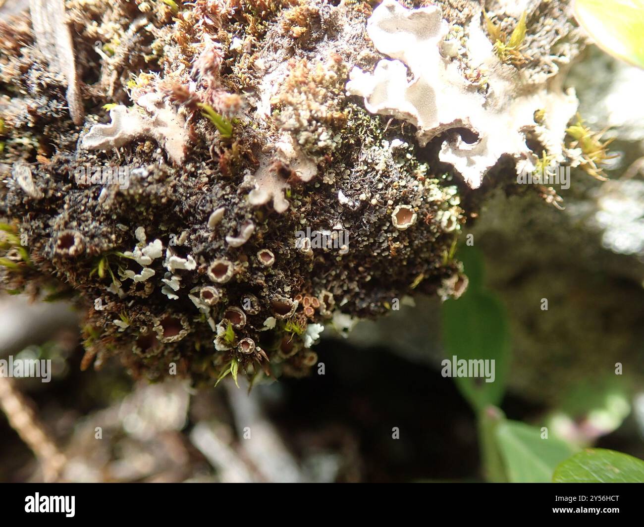 Green Moss-shingle Lichen (Psoroma hypnorum) Fungi Stock Photo - Alamy