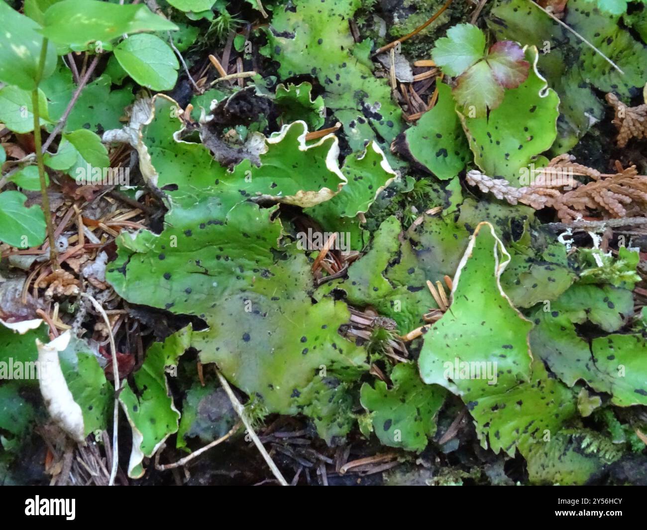 freckled pelt lichen (Peltigera aphthosa) Fungi Stock Photo - Alamy
