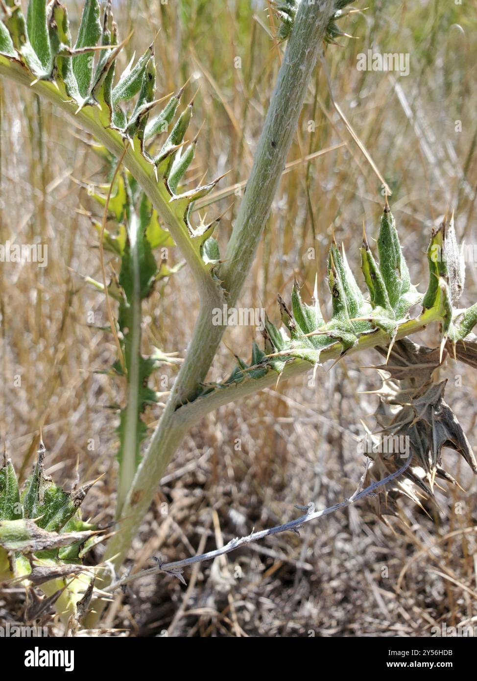 wavyleaf thistle (Cirsium undulatum) Plantae Stock Photo - Alamy
