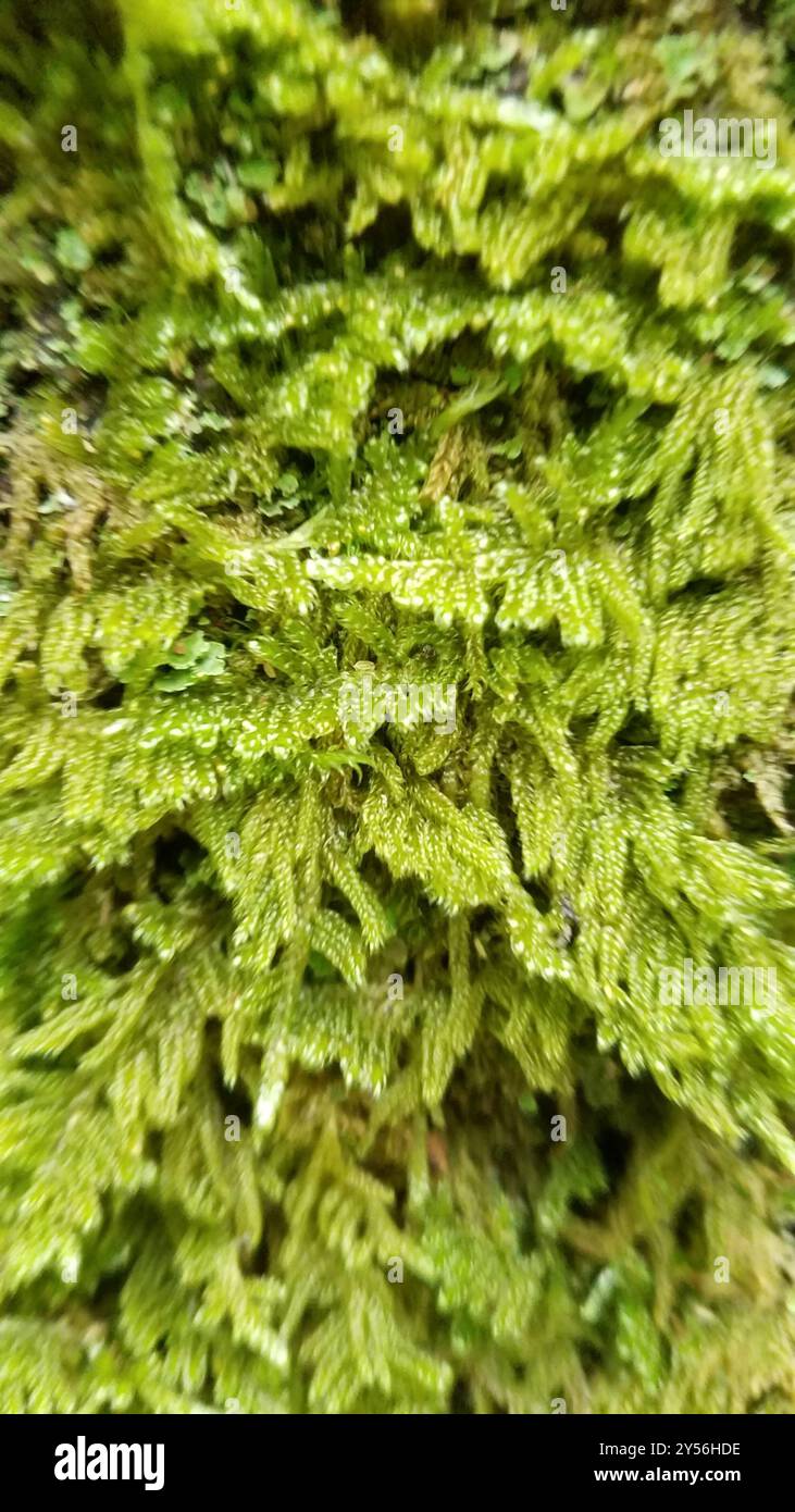 brocade moss (Callicladium imponens) Plantae Stock Photo - Alamy