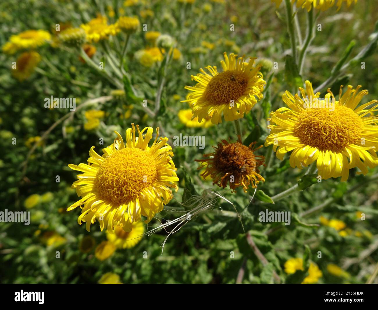Common Fleabane (Pulicaria dysenterica) Plantae Stock Photo - Alamy