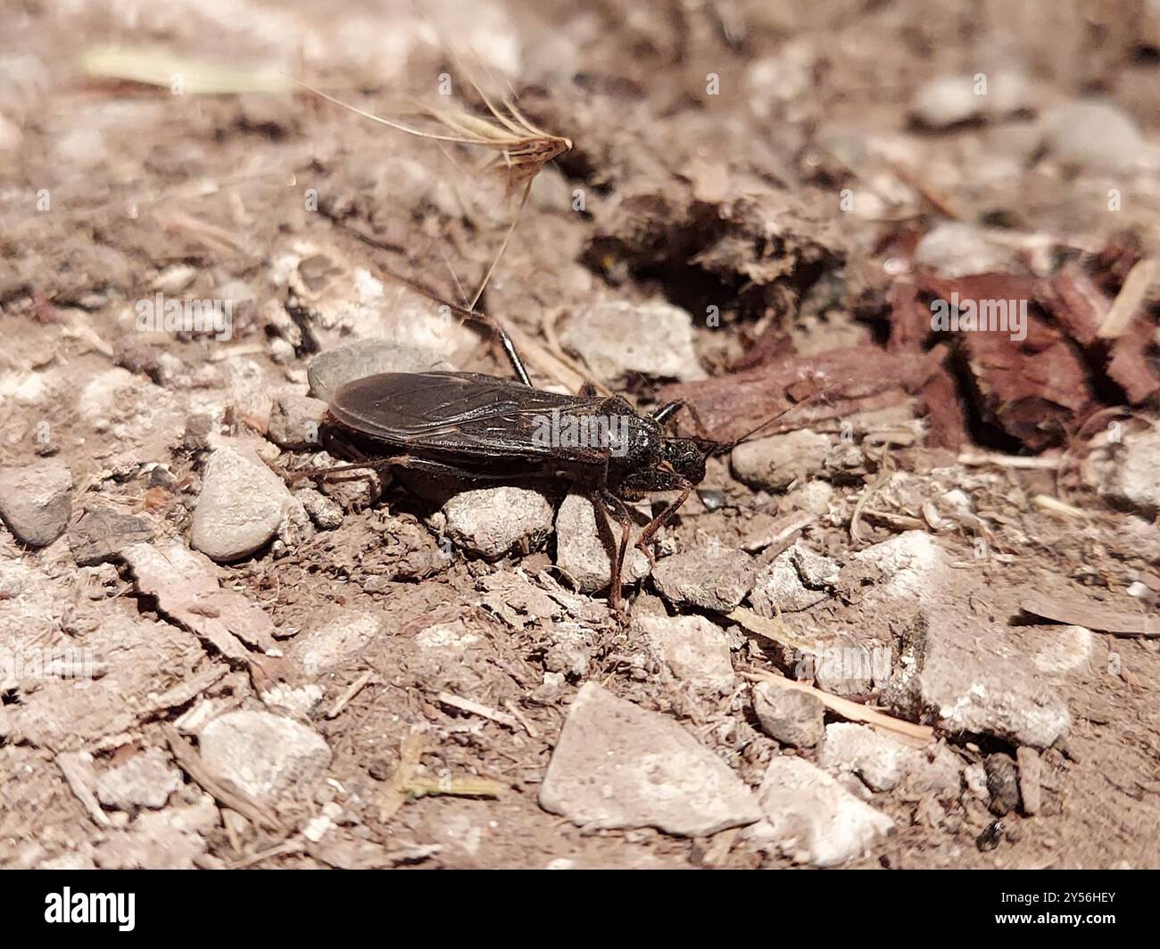 Masked Hunter (Reduvius personatus) Insecta Stock Photo - Alamy