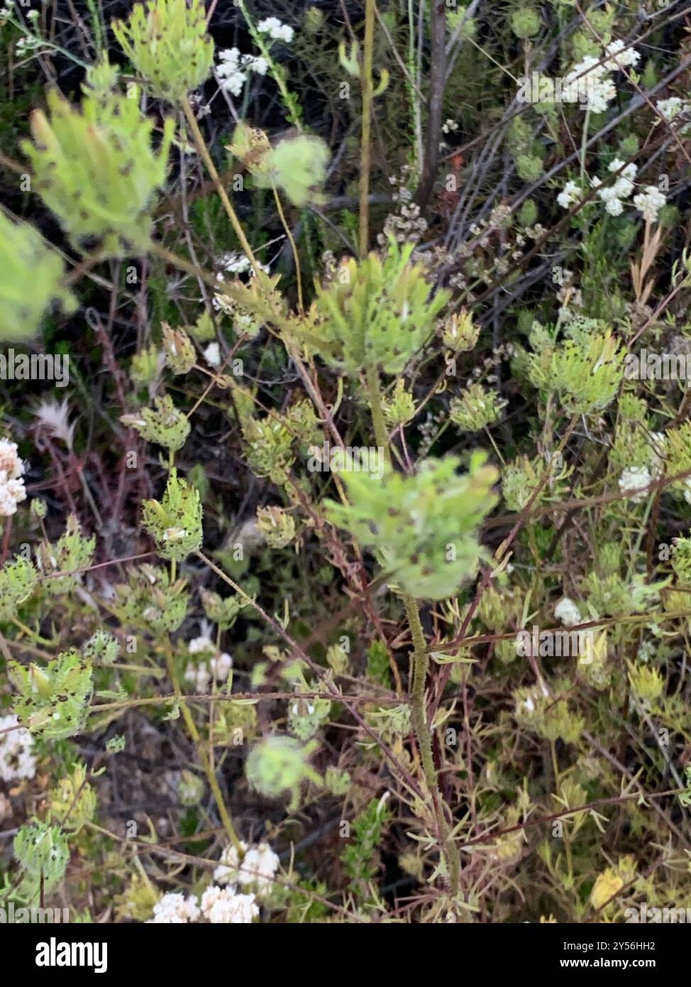 Bristly Bird's Beak (Cordylanthus rigidus setigerus) Plantae Stock ...
