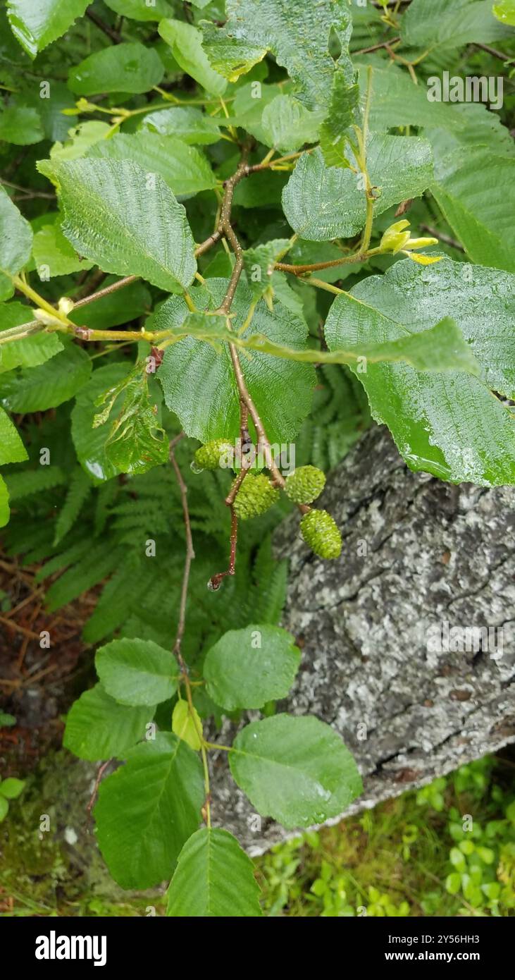 smooth alder (Alnus serrulata) Plantae Stock Photo - Alamy