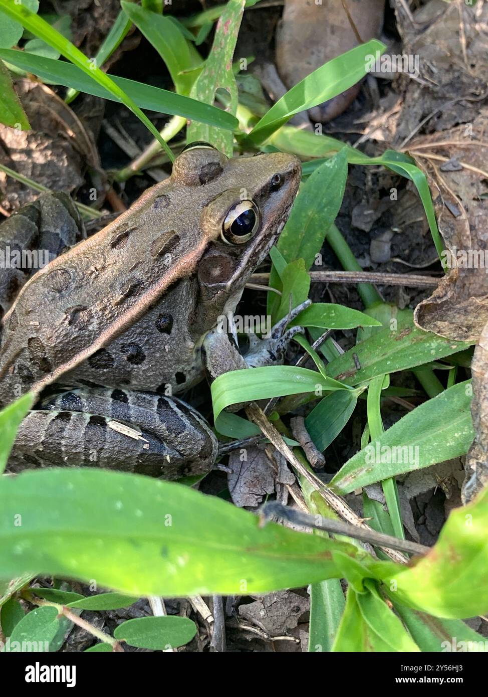 Southern Leopard Frog (Lithobates sphenocephalus) Amphibia Stock Photo ...