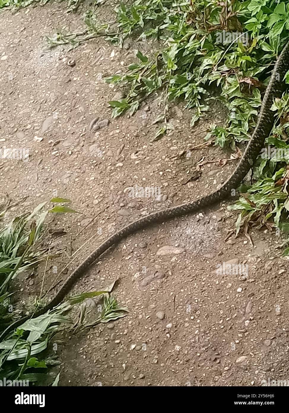 Chicken Snake (Spilotes pullatus) Reptilia Stock Photo - Alamy