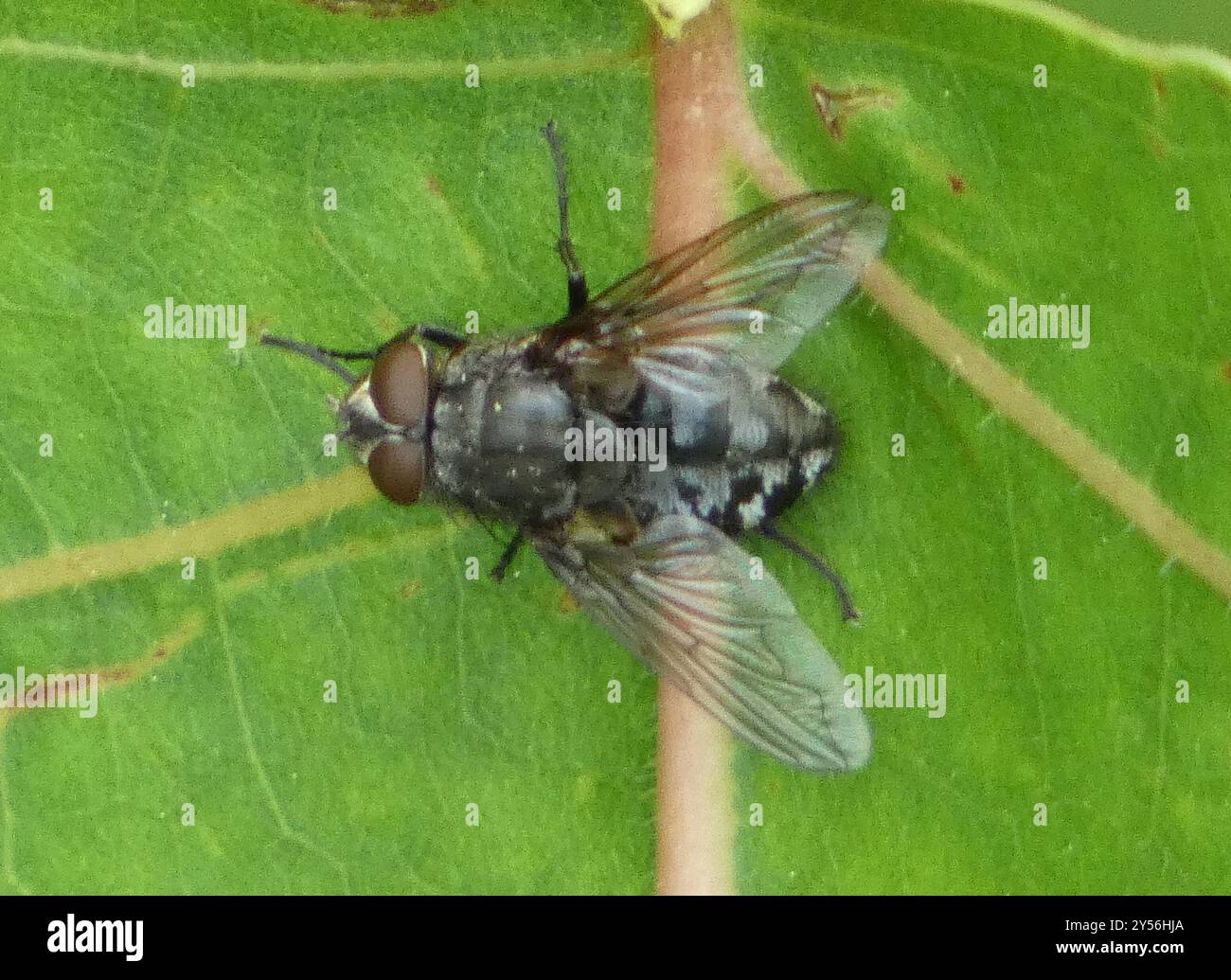 Cluster Flies (Pollenia) Insecta Stock Photo - Alamy