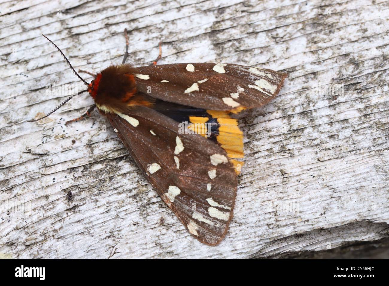 St. Lawrence Tiger Moth (Arctia parthenos) Insecta Stock Photo - Alamy