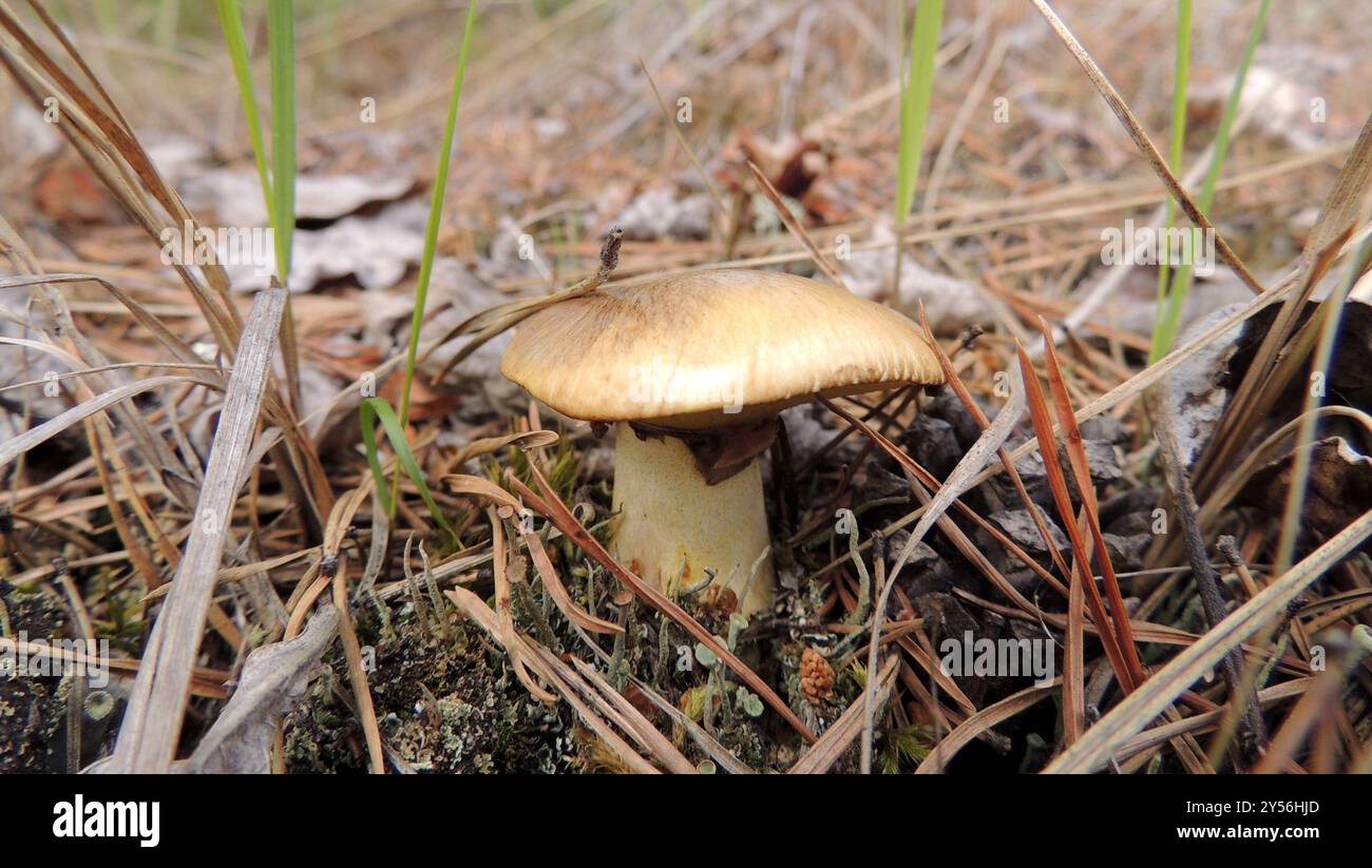 Purple-veiled Slippery Jack (Suillus luteus) Fungi Stock Photo - Alamy