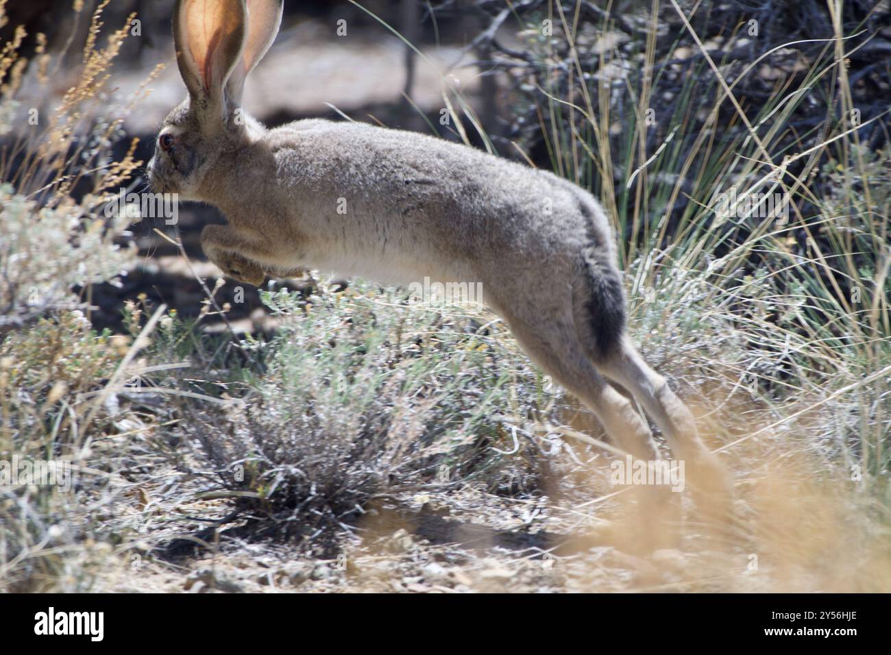 Black-tailed Jackrabbit (Lepus californicus) Mammalia Stock Photo - Alamy