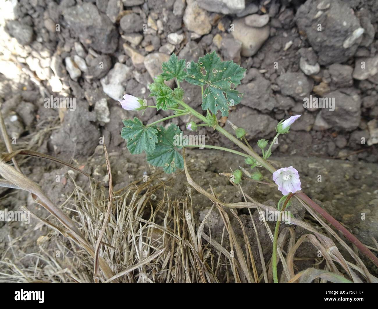 dwarf mallow (Malva neglecta) Plantae Stock Photo - Alamy