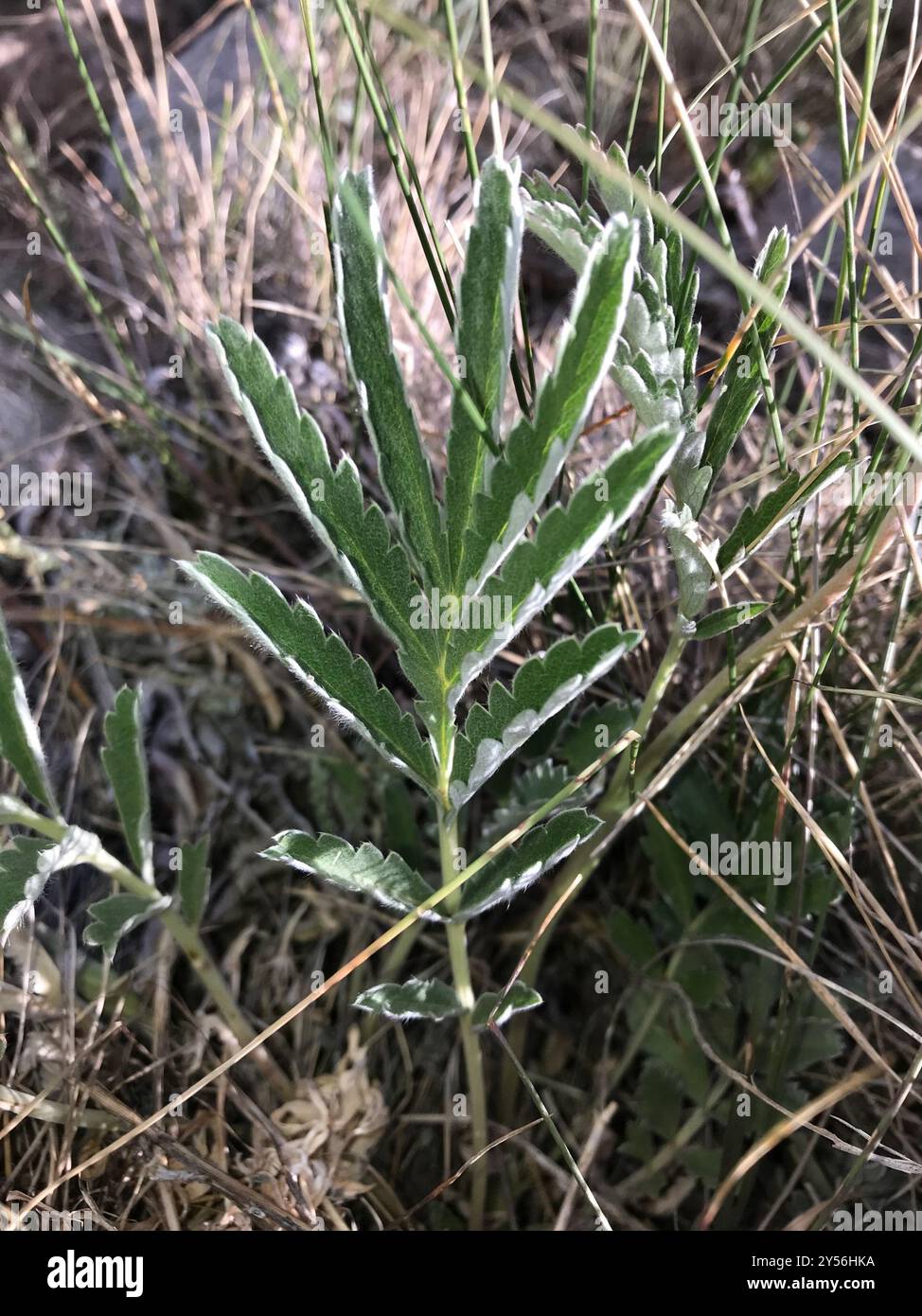 slender cinquefoil (Potentilla gracilis) Plantae Stock Photo - Alamy