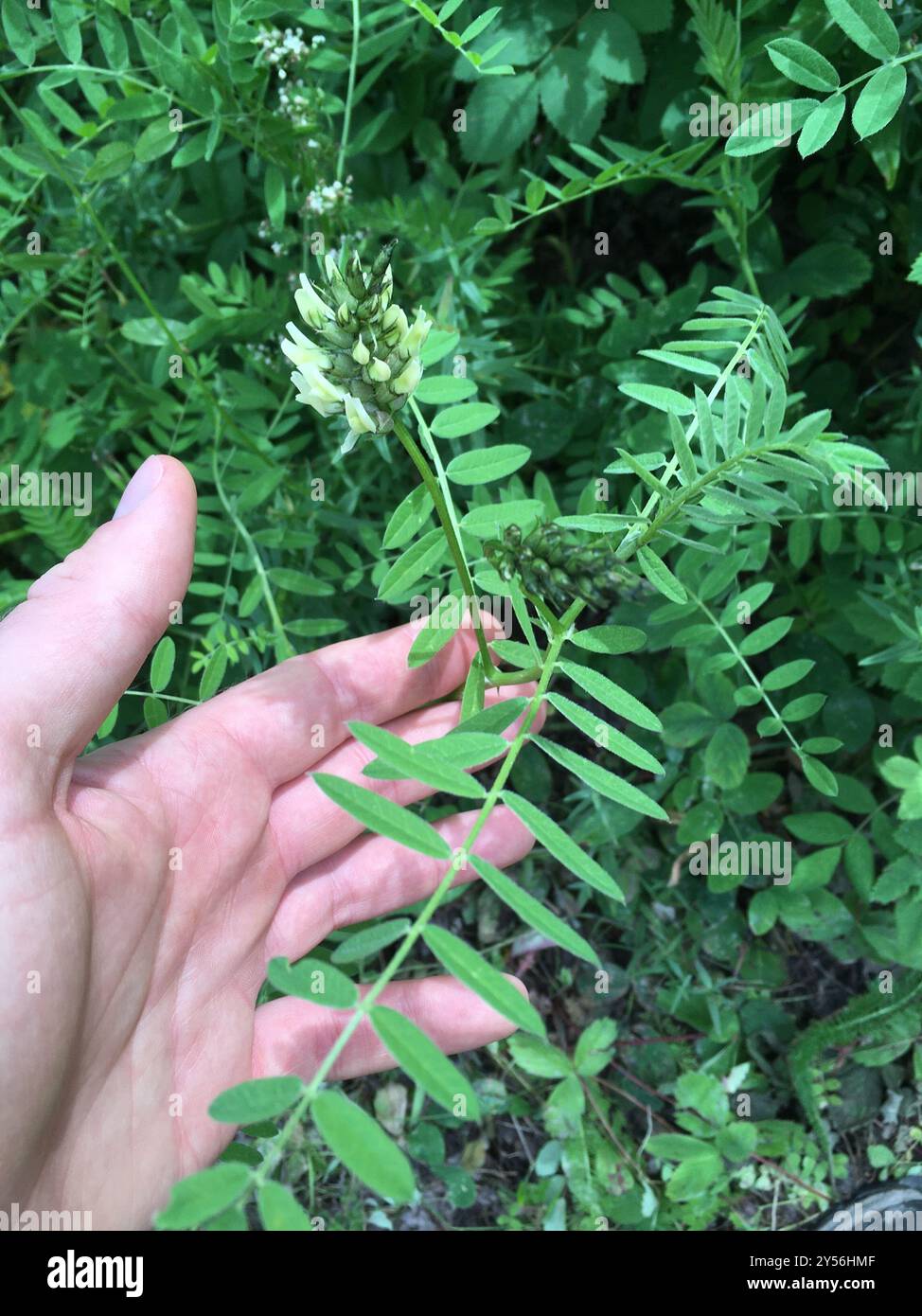 Chickpea Milkvetch (Astragalus cicer) Plantae Stock Photo - Alamy