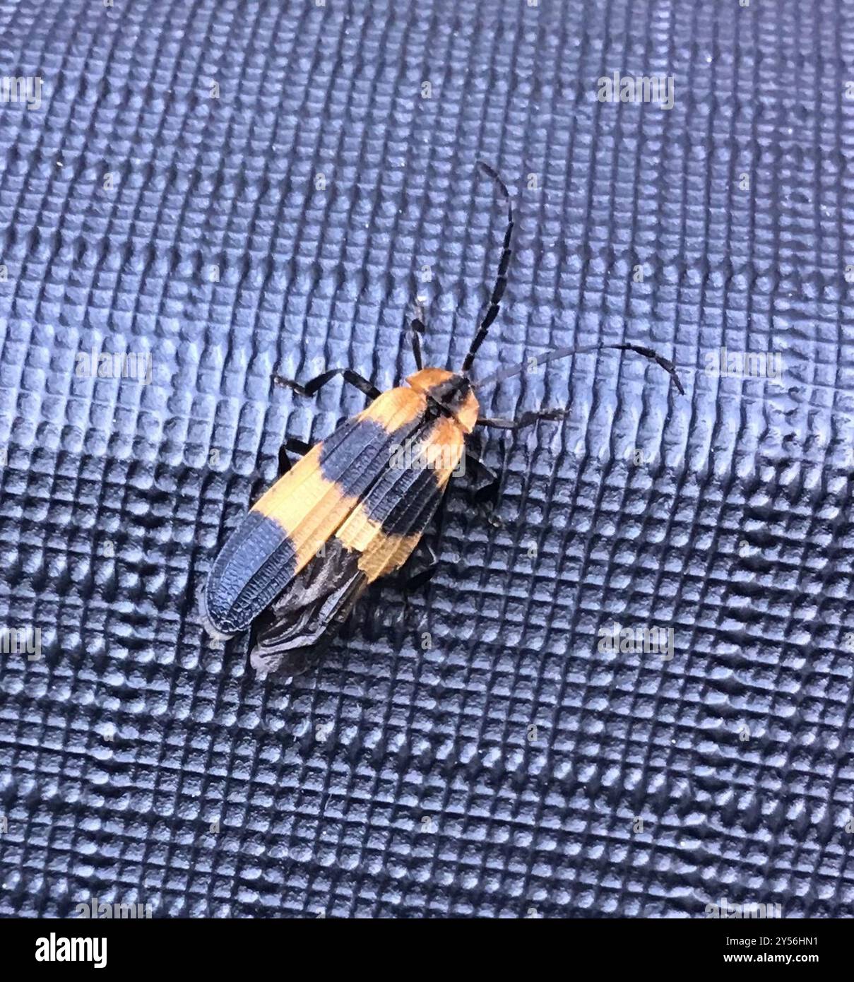 Reticulated Net-winged Beetle (Calopteron reticulatum) Insecta Stock ...