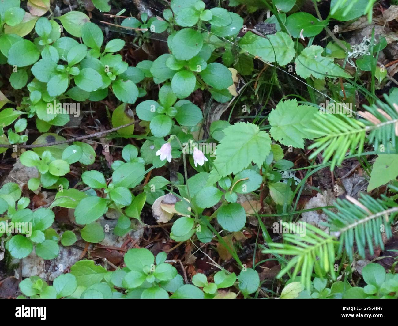 Twinflower (Linnaea borealis) Plantae Stock Photo - Alamy