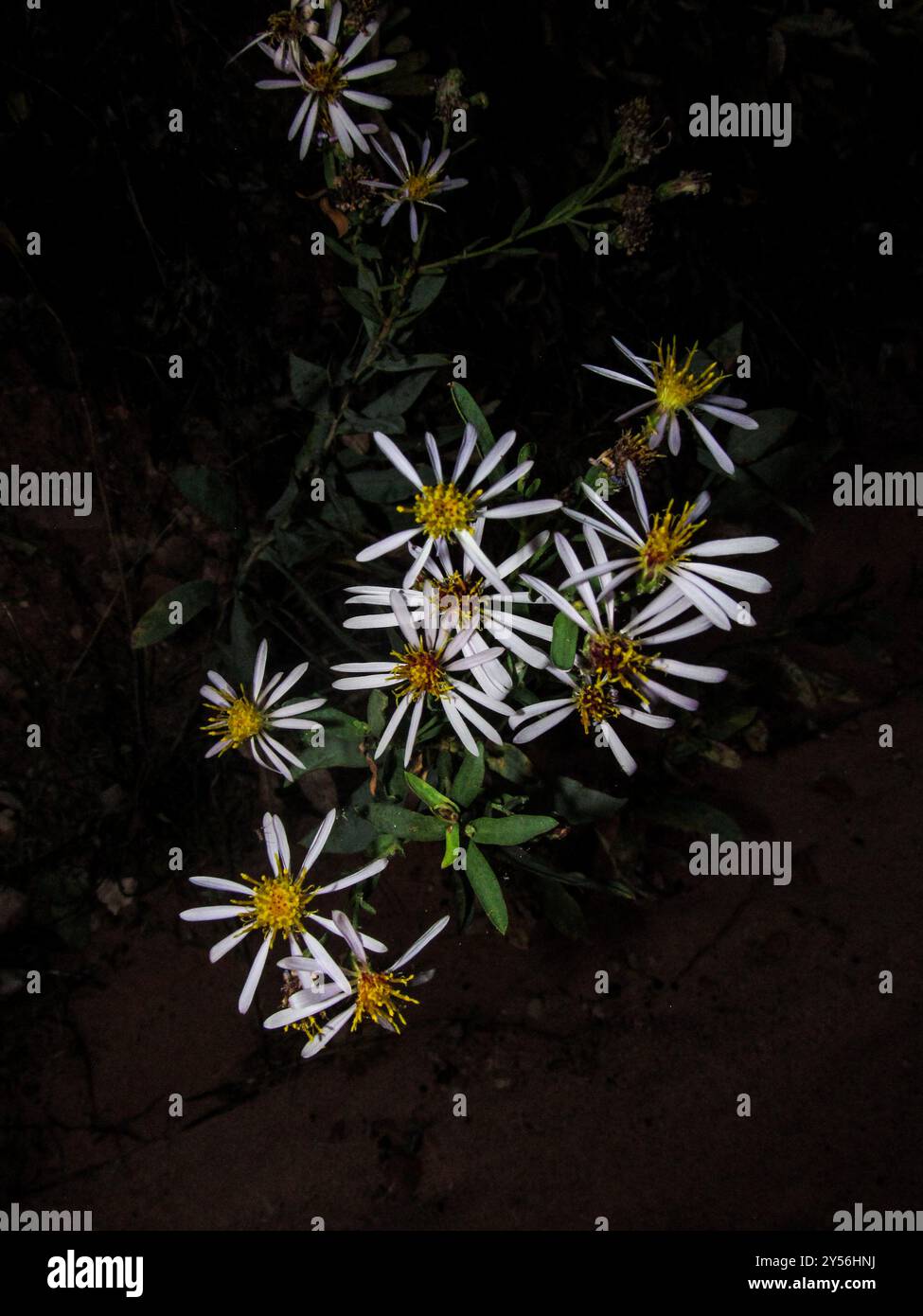 Aster simplex hi-res stock photography and images - Alamy