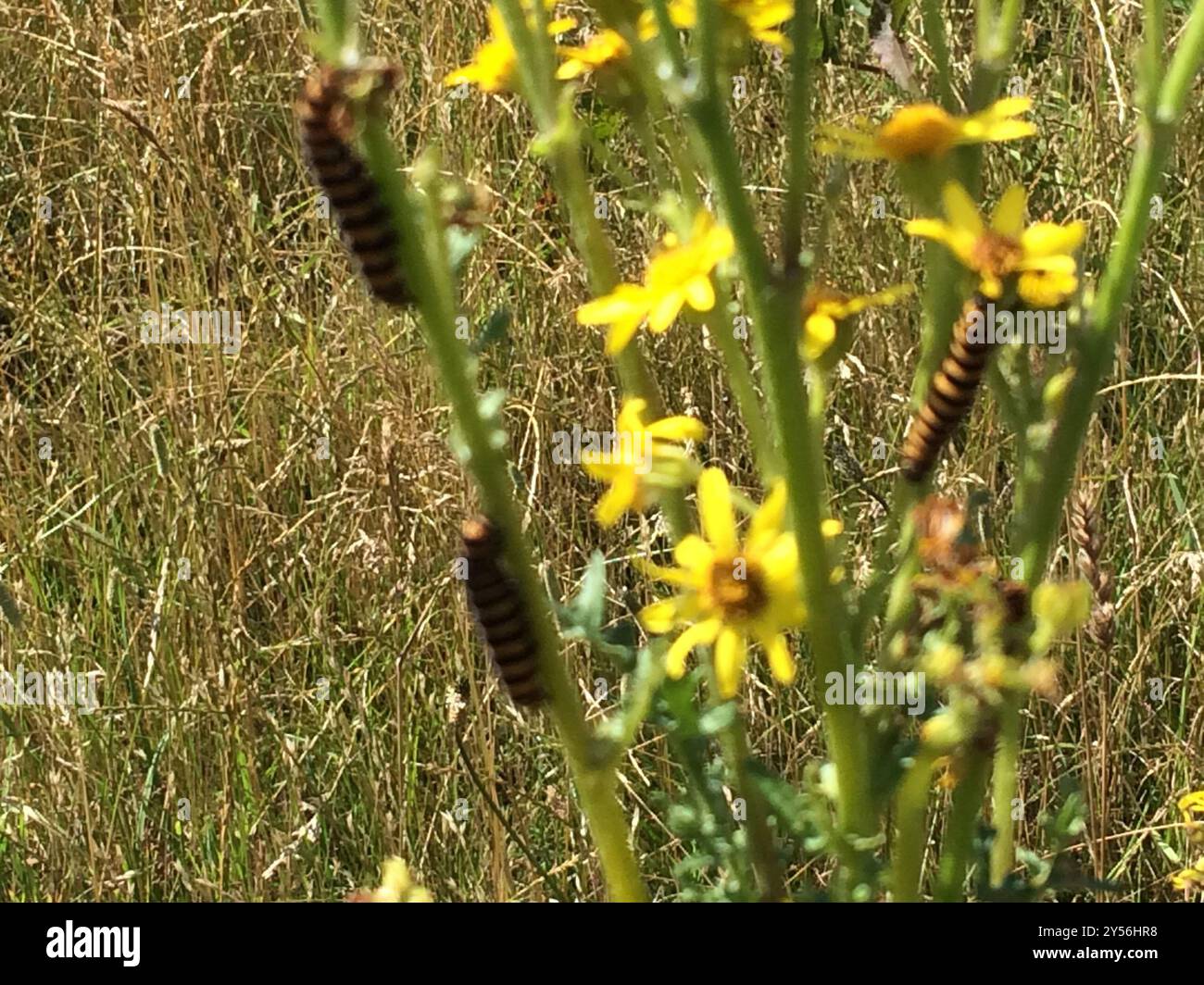Cinnabar moth (Tyria jacobaeae) Insecta Stock Photo - Alamy